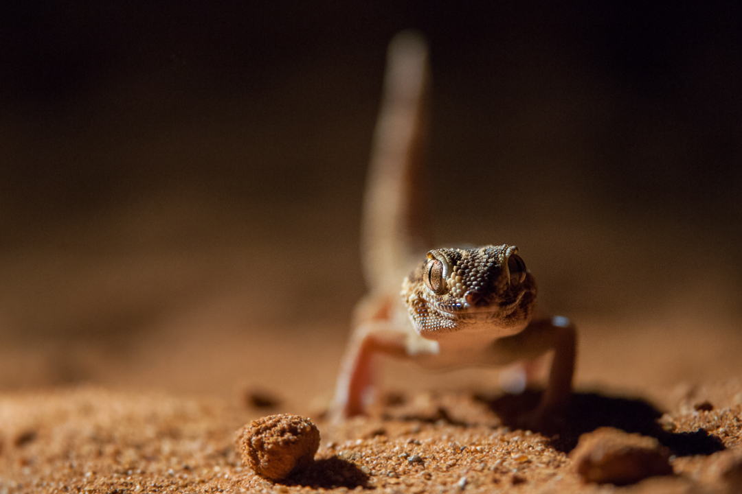 Large mammals and other African wildlife photographed by safari guide ...