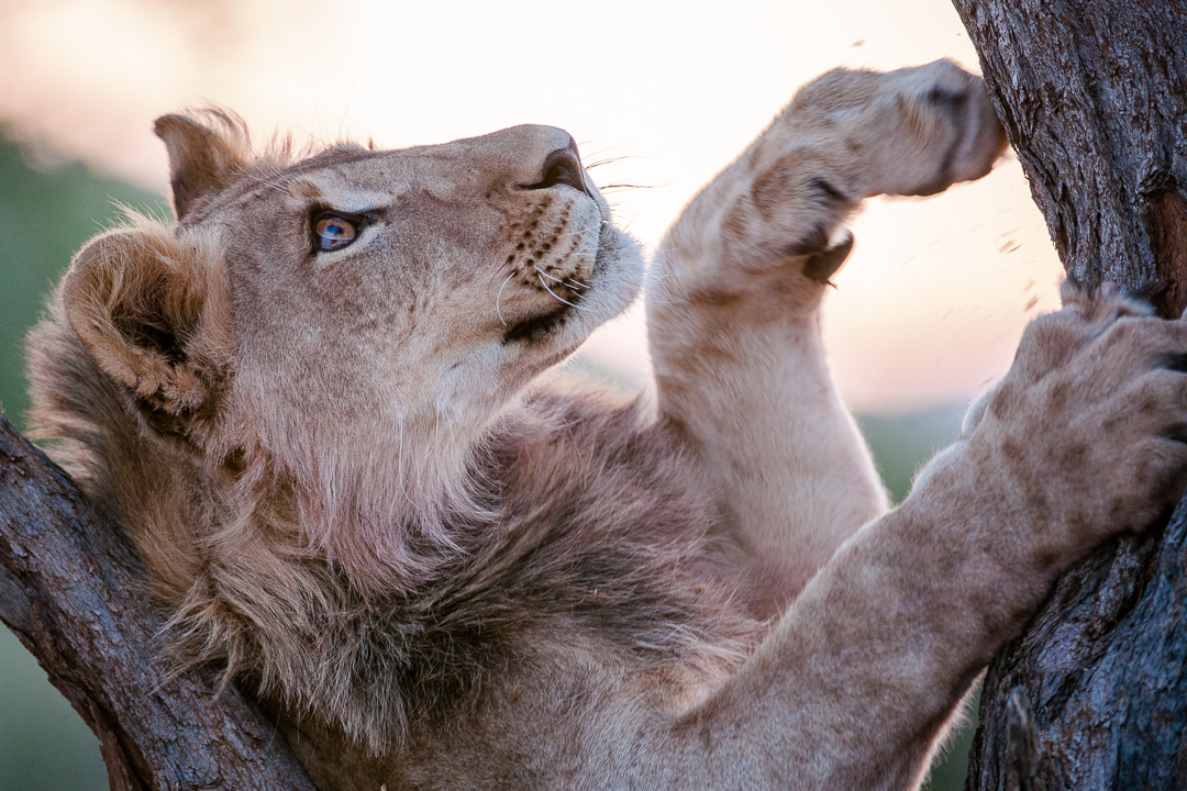 Large mammals and other African wildlife photographed by safari guide ...