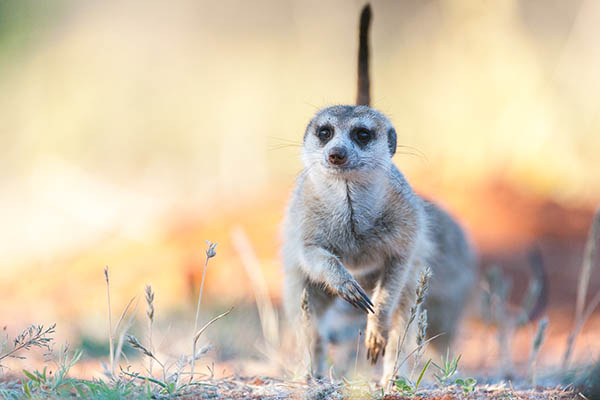 Large mammals and other African wildlife photographed by safari guide ...