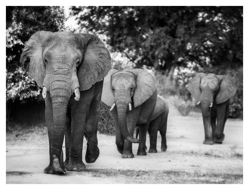 Specialist wildlife photographic safaris to destinations around Africa ...