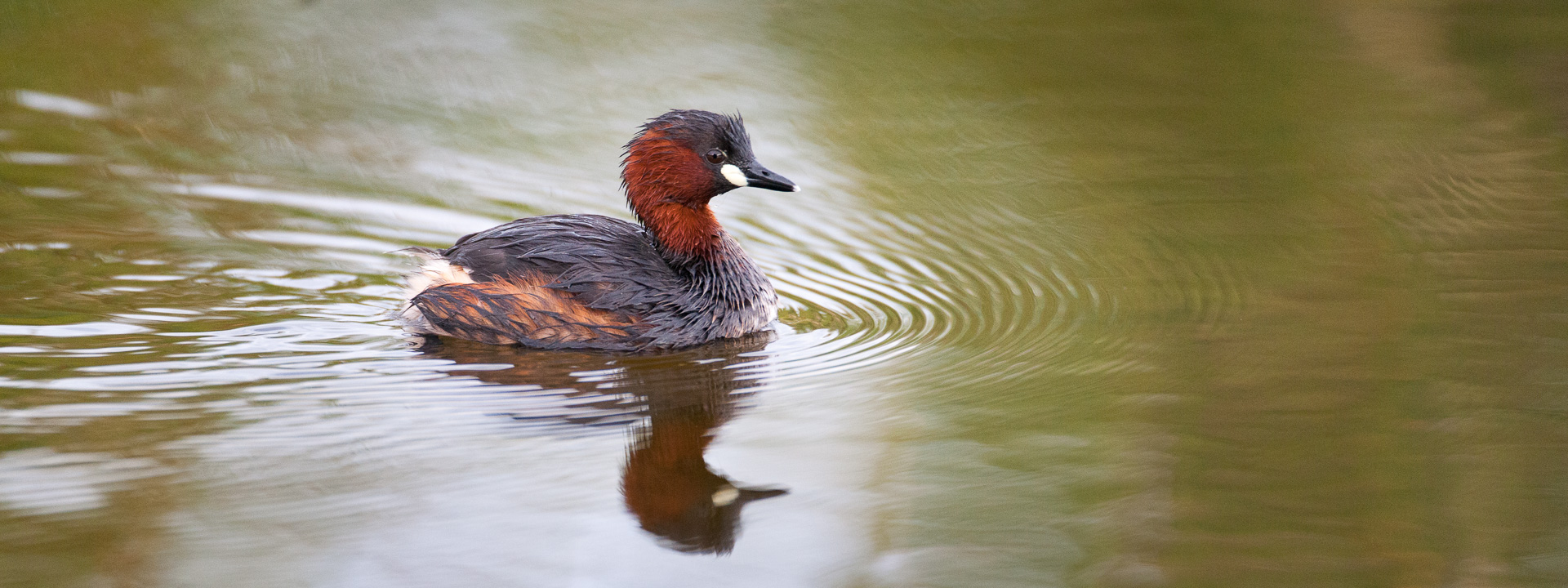 Specialist wildlife photographic safaris to destinations around Africa ...