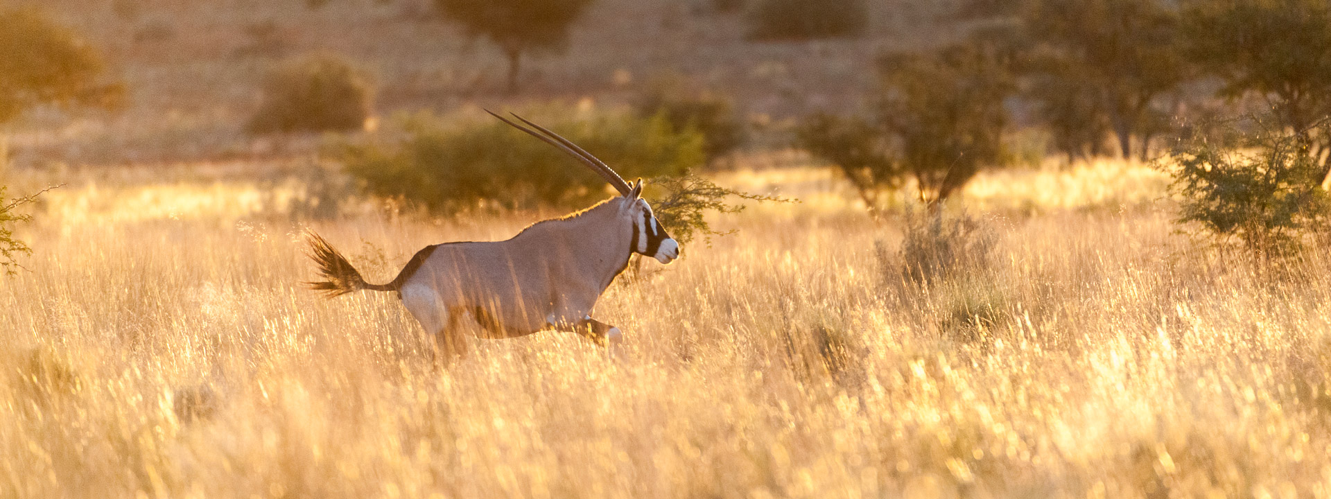 Specialist wildlife photographic safaris to destinations around Africa ...
